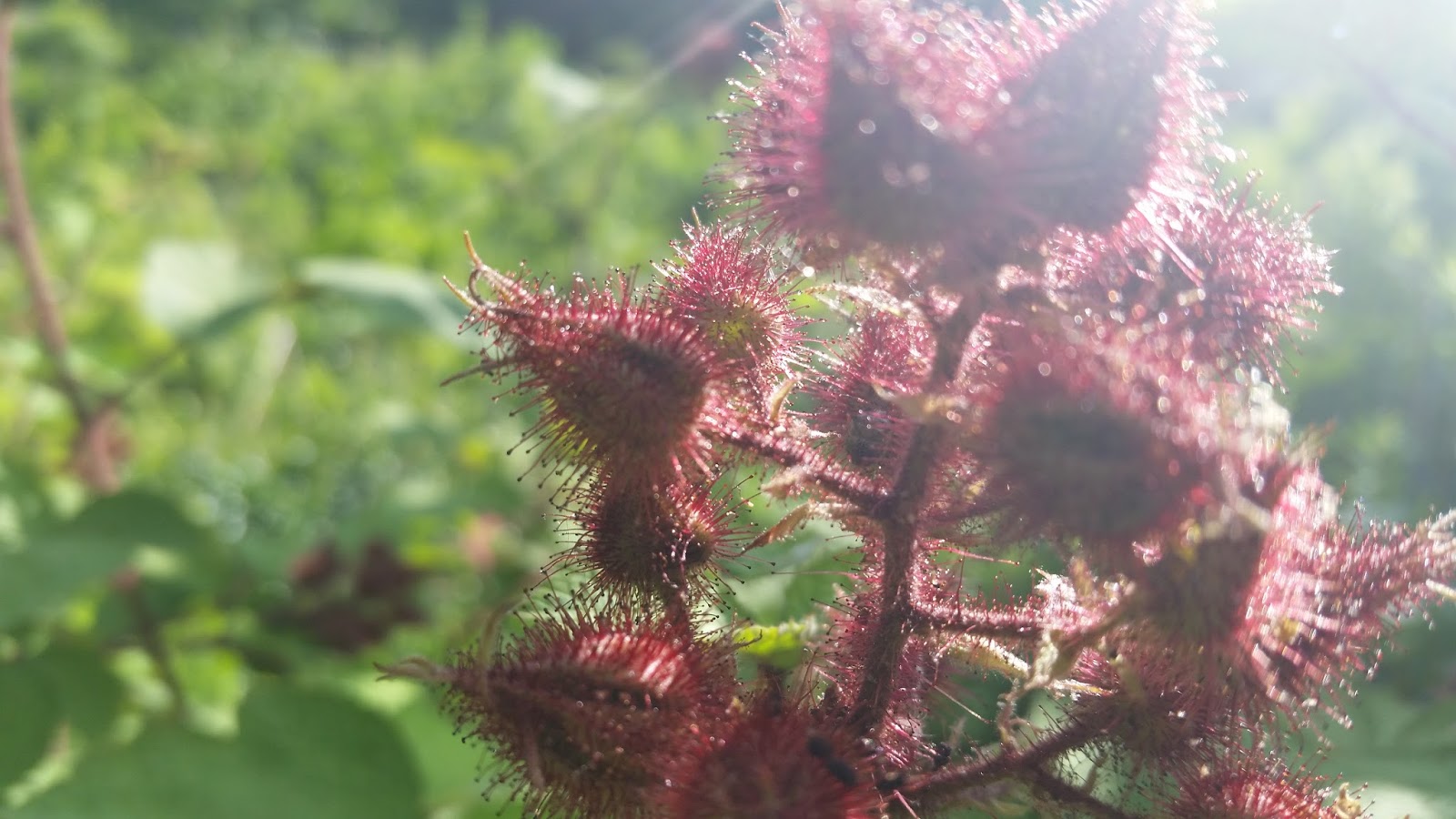 Ben's Journal: June 2015