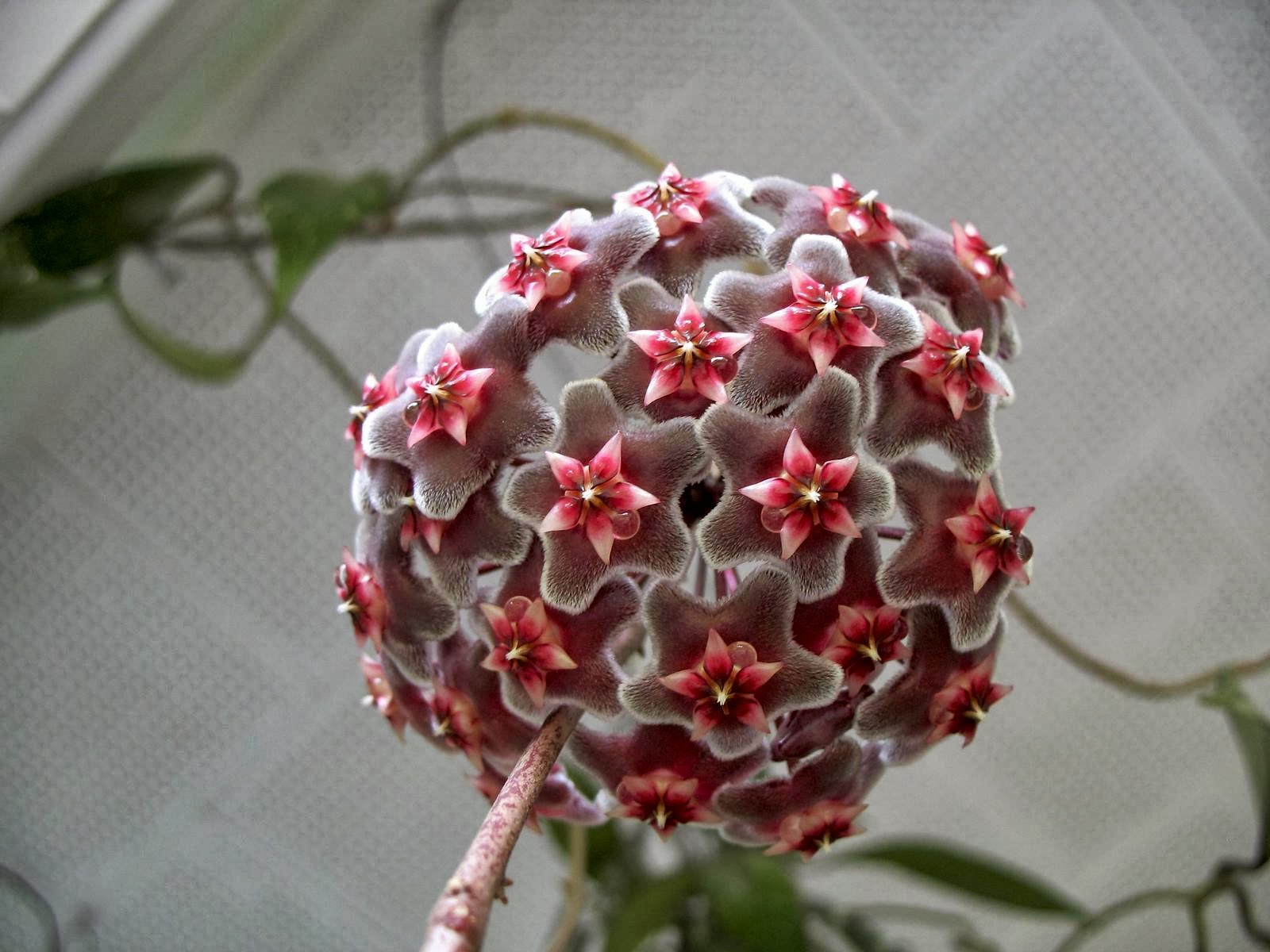 Hoya carnosa, flor de cera