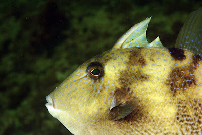 Real Monstrosities: Triggerfish