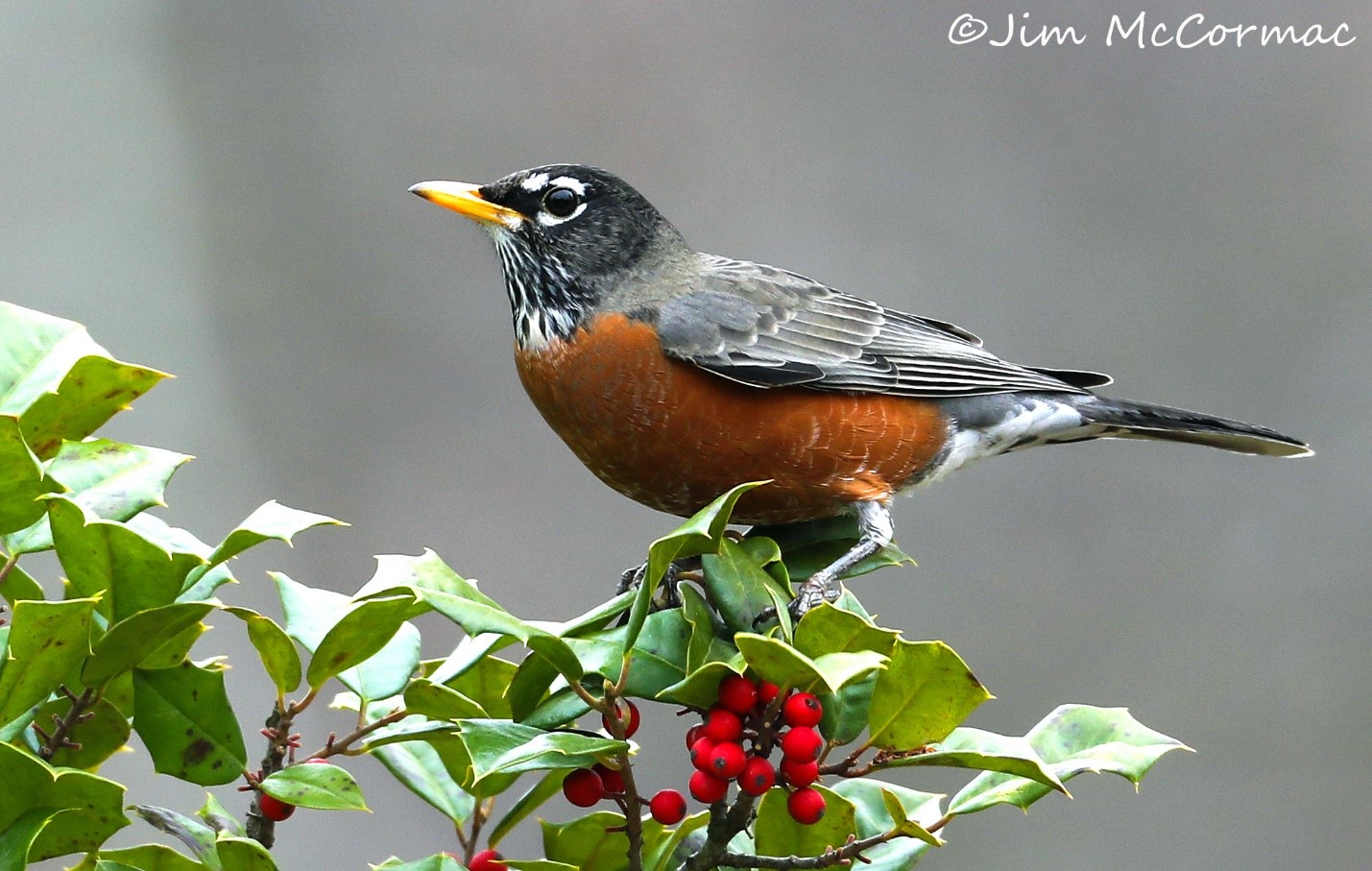 Ohio Birds and Biodiversity: Dawes Arboretum's holly collection - and ...