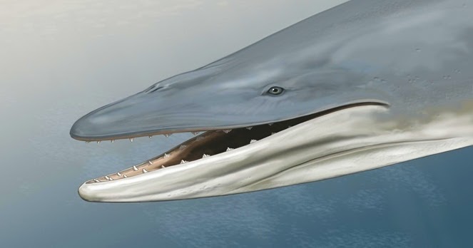Paus Balin Purba Adalah Predator Terganas Pada Masanya - Sains Box