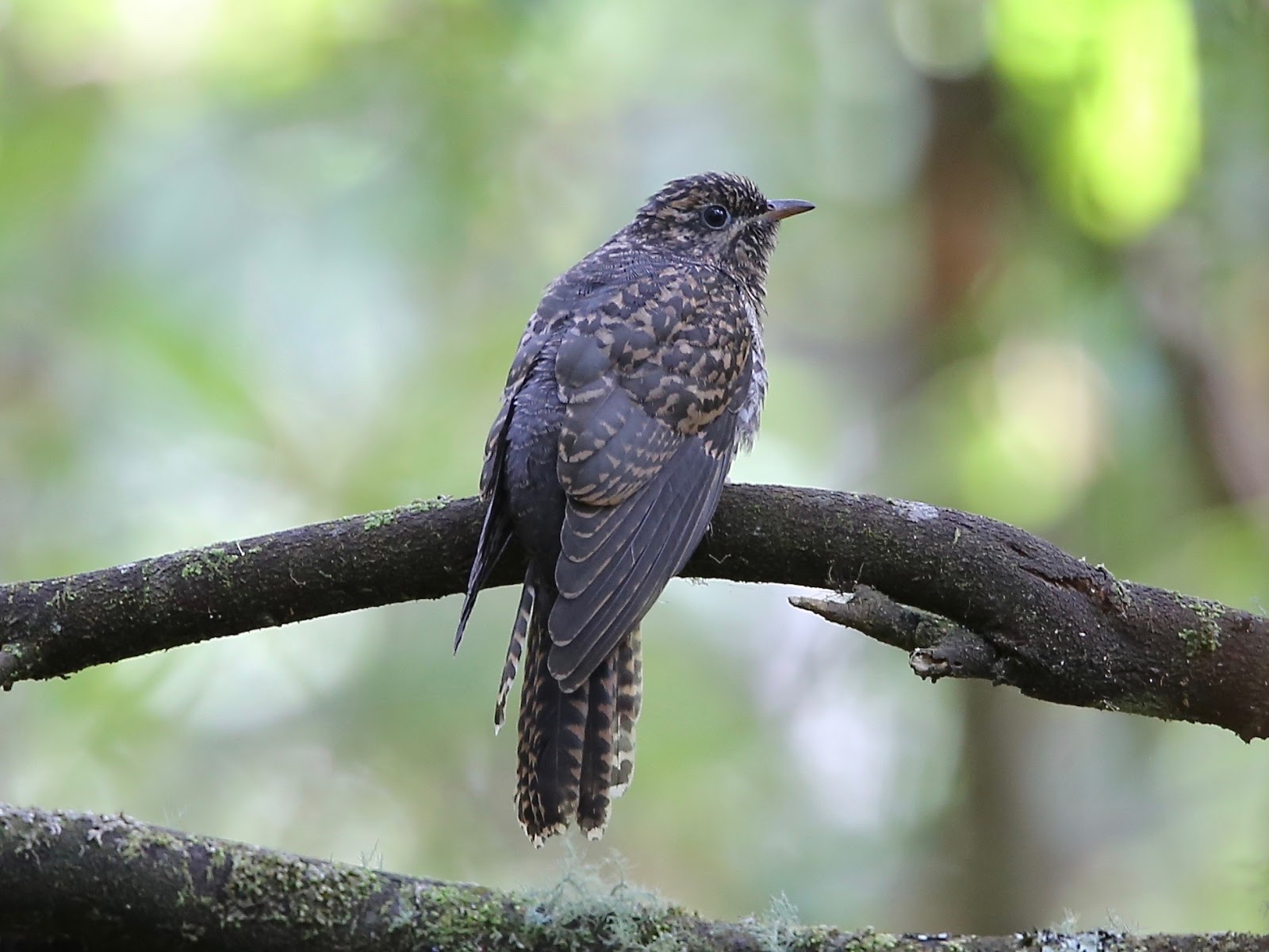 Avithera: Fan-tailed and Brush Cuckoos