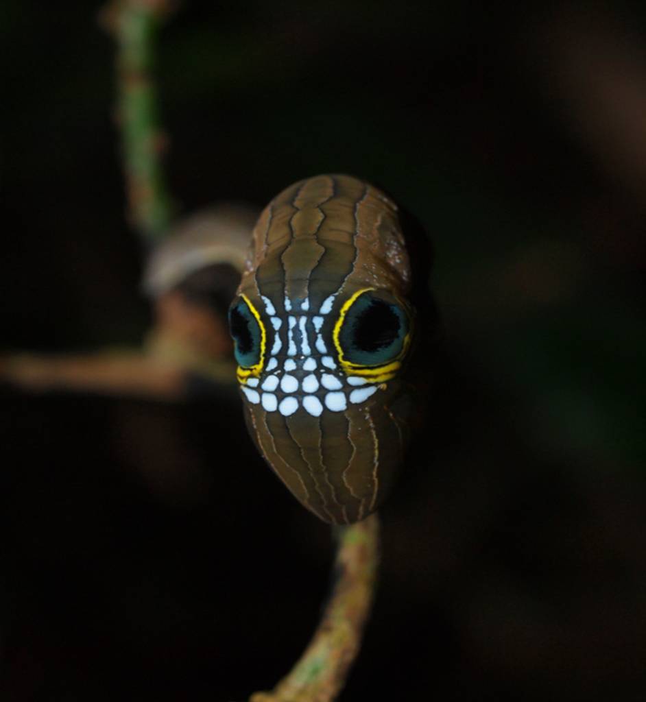 The Pink Underwing Moth: Skull-Faced Caterpillar of Australia’s ...