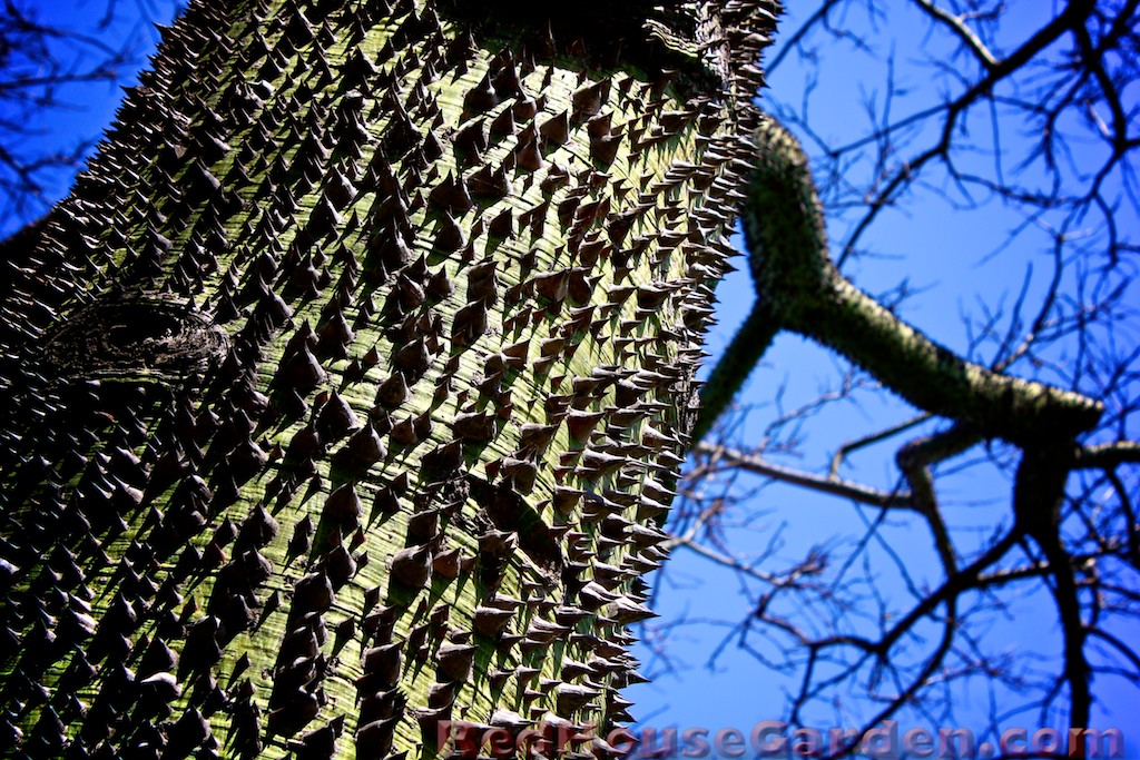 Red House Garden: October 2012
