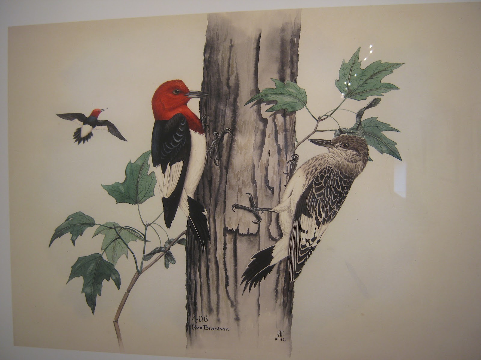 AvesInArt: Rex Brasher, Connecticut's 20th Century Bird Artist