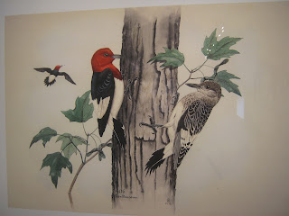 AvesInArt: Rex Brasher, Connecticut's 20th Century Bird Artist