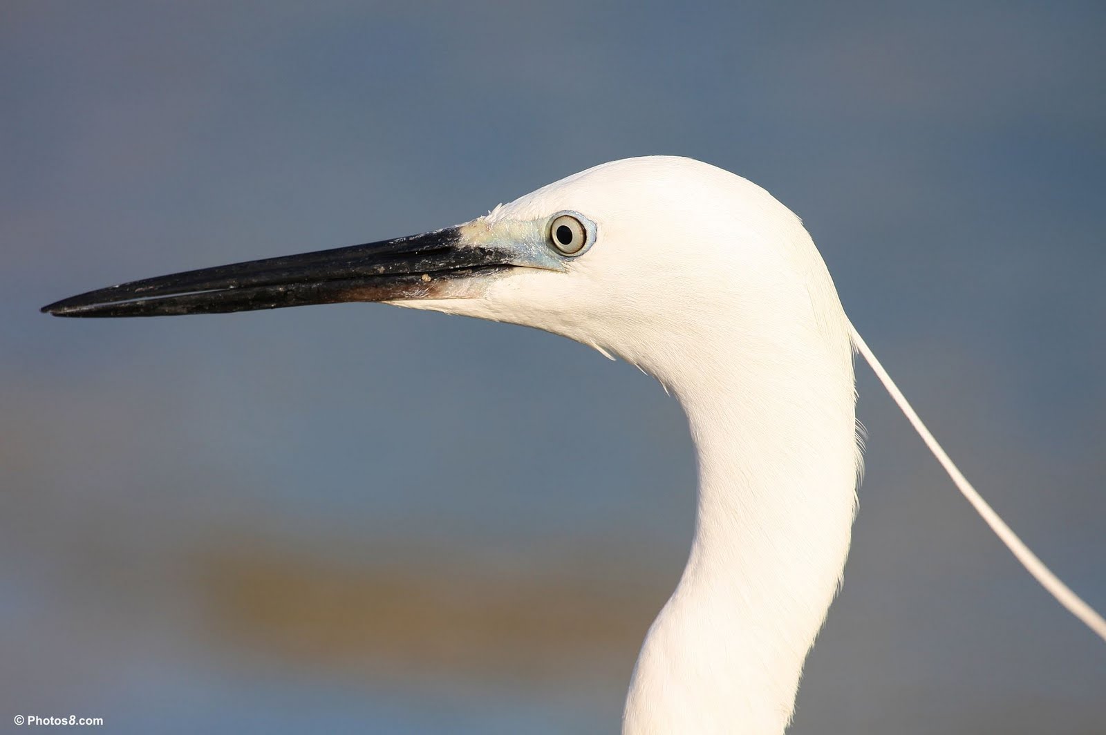 Animals And Birds: Utah Bird Profile