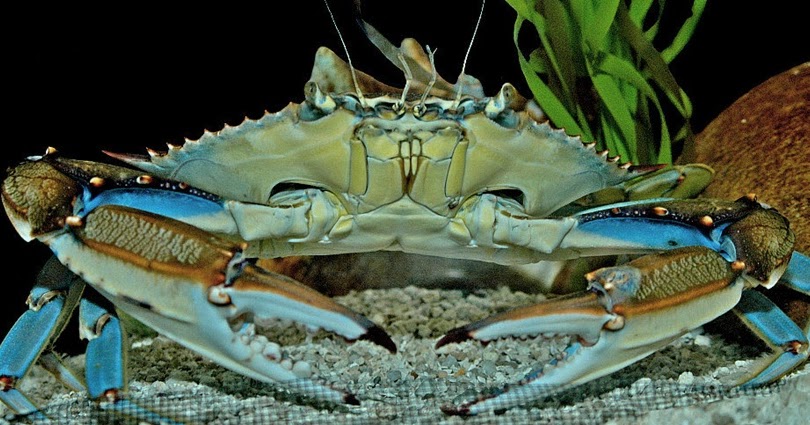 Ander 7 : Callinectes sapidus - Siri-azul