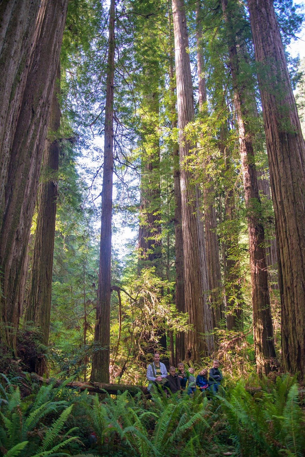 The Grove of Titans - light-in-leaves