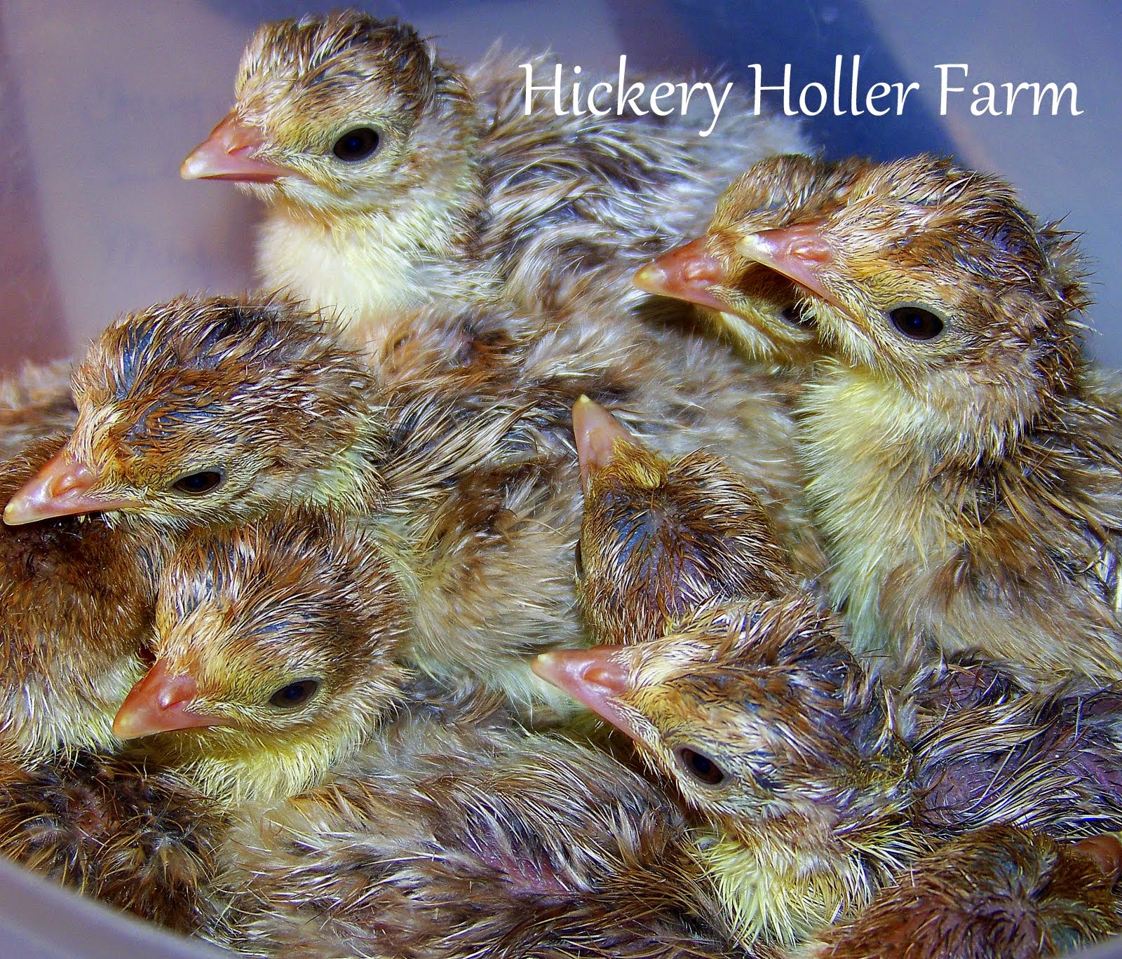 Hickery Holler Farm: Spring Babies