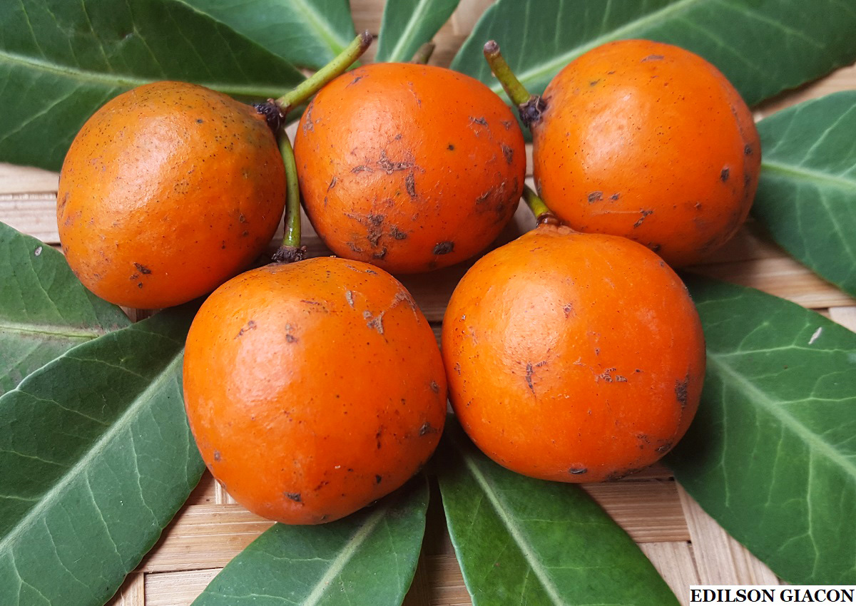 Viveiro Ciprest - Plantas Nativas e Exóticas: Mangostão Africano ou ...