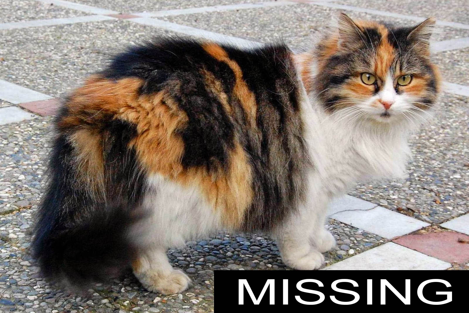 Meditation a Path to Healing: Talking With Missing Animals, ALL Can Do ...