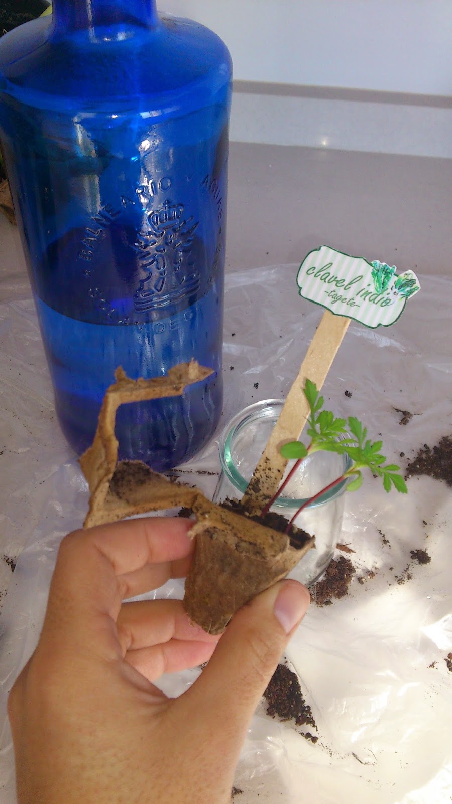 Flores en tu ensalada: TUTORIAL TRASPLANTE PASO A PASO