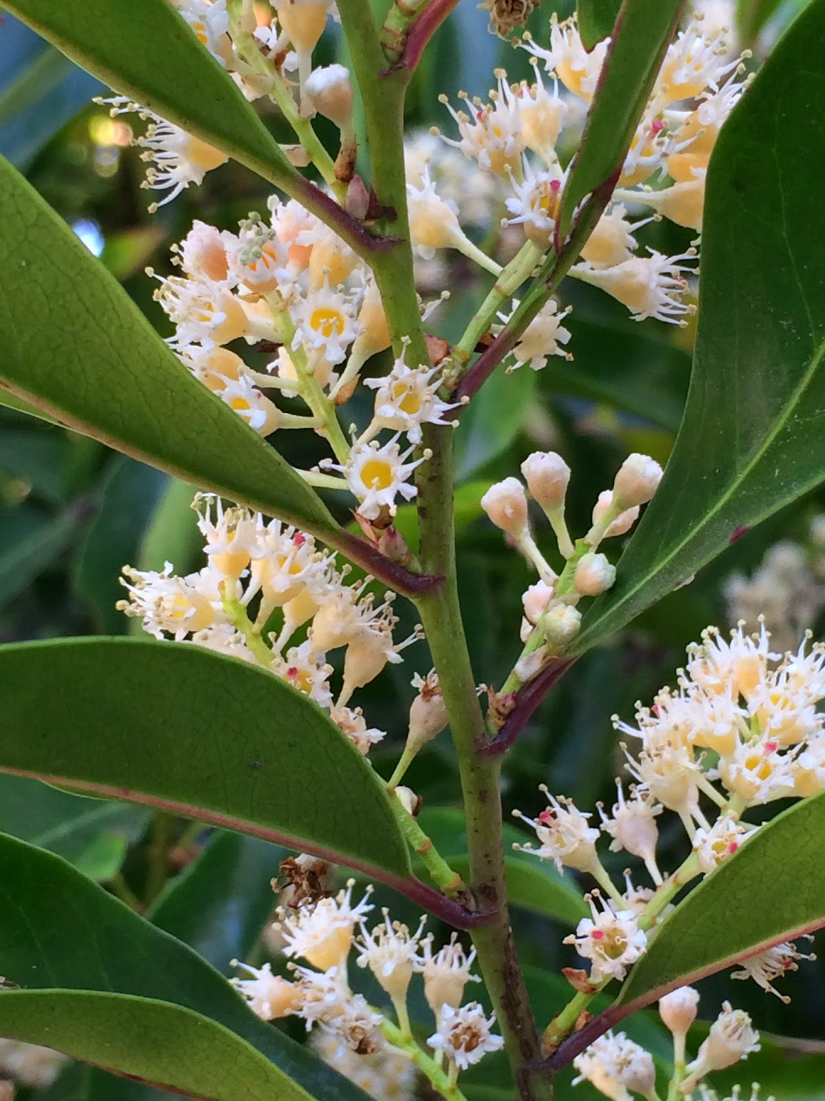 Trees of Santa Cruz County: Prunus caroliniana - Carolina Cherry Laurel