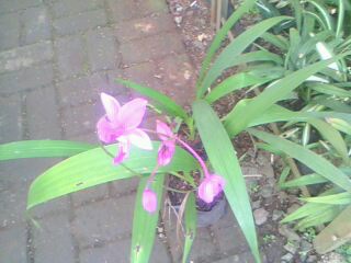 MENGENAL HAMA TANAMAN: Anggrek tanah