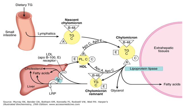 KNOWLEDGE: KLASIFIKASI HIPERLIPIDEMIA