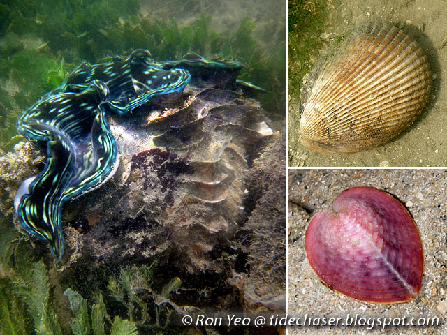 tHE tiDE cHAsER: Bivalves (Phyllum Mollusca: Class Bivalvia) of Singapore