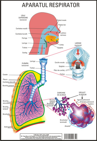 Sistemul Respirator: Respiratia