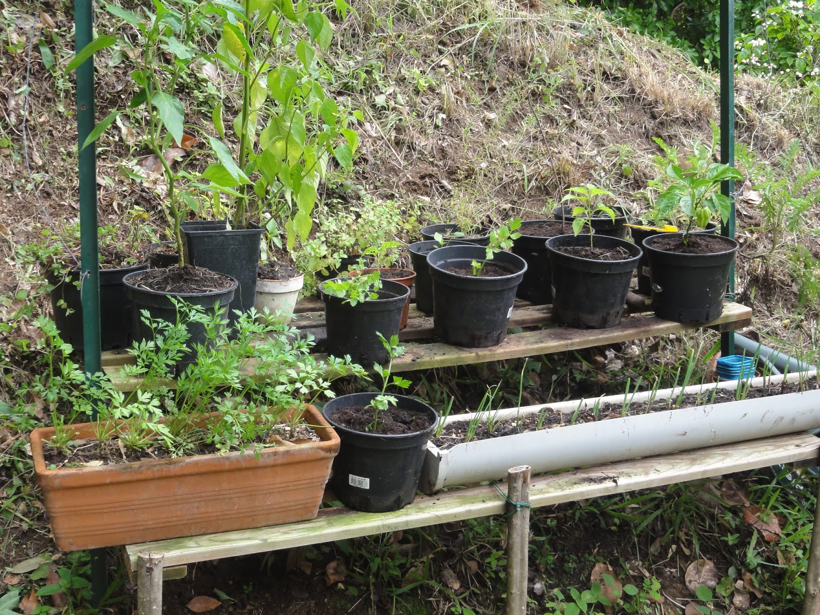 Persil et oignon pays: Brève du potager 5 et mes fleurs