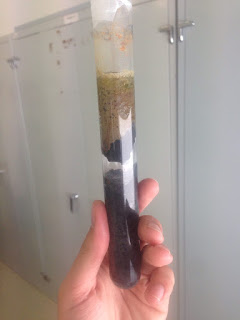 Winoblog: Winogradsky Column After three weeks (Group A)