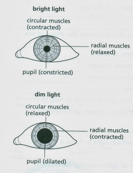 # 90 Accommodation - focusing on objects far and near | Biology Notes ...