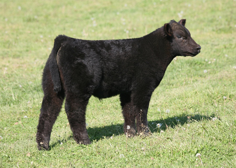 Lautner Farms: Unstoppable - The Soundest Siring Club Calf Bull in ...