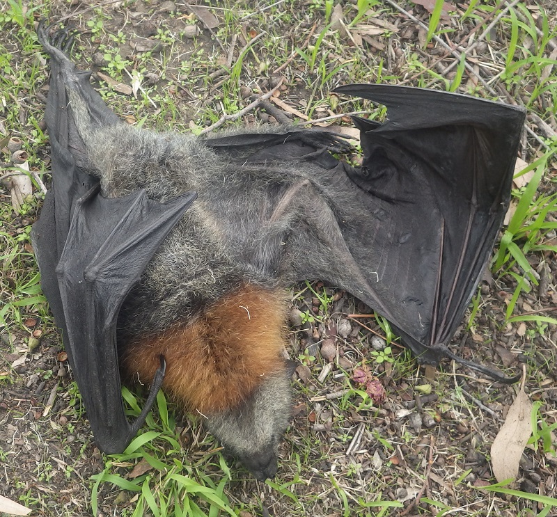 Australithan: toter Flughund im Garten / dead flying Fox in the garden