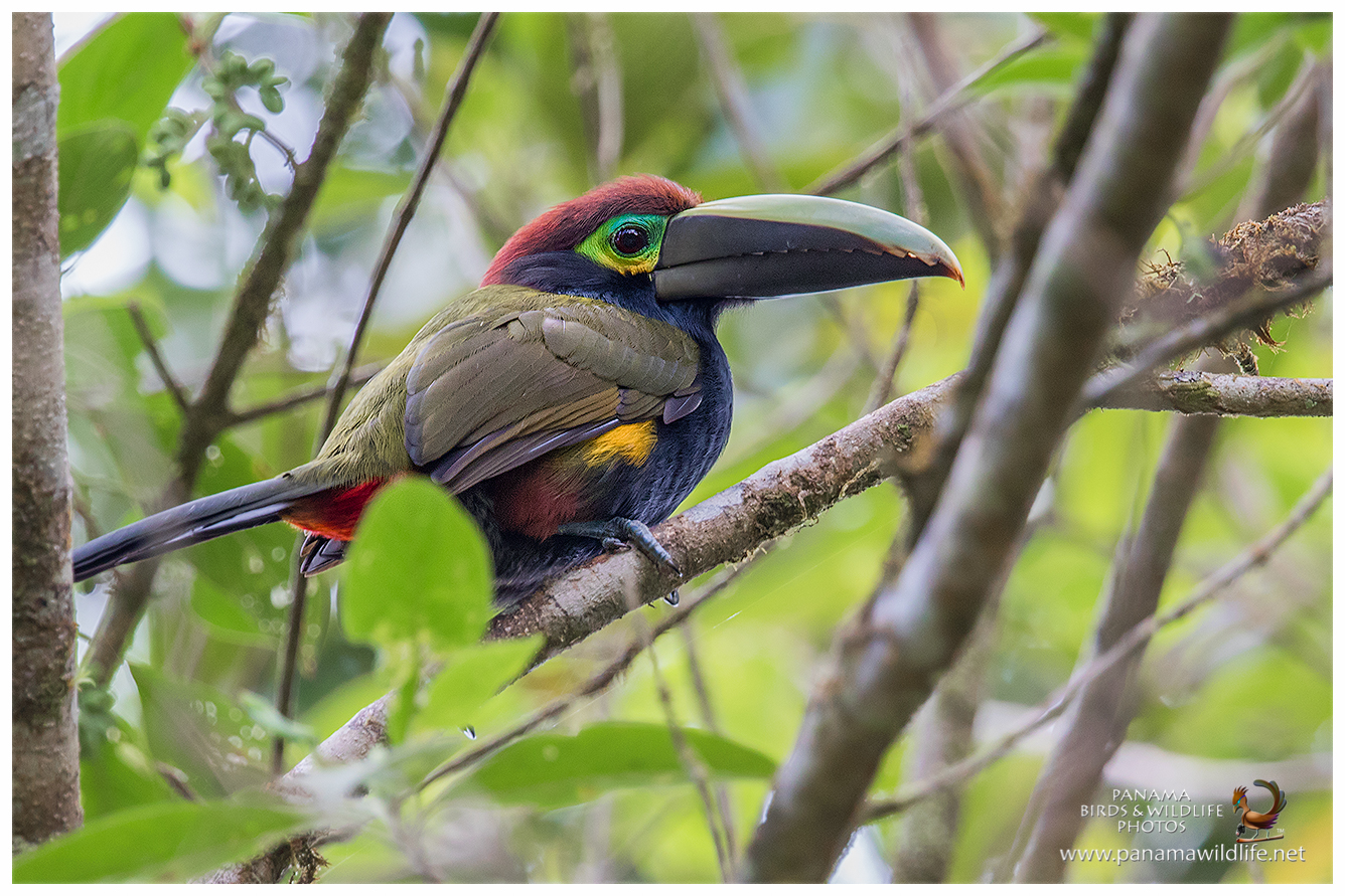 Bird photography at Altos del María