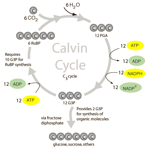 Ciencias de Joseleg: Resumen del ciclo de Calvin-Benson