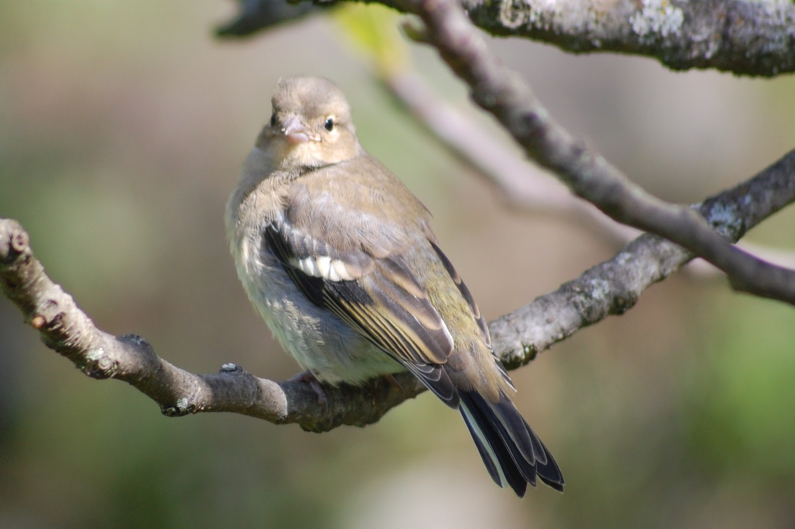Imagens da vida animal: Tentilhão-comum (Fringilla coelebs) (Juvenil)
