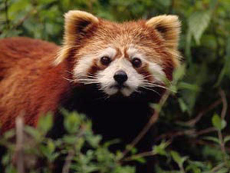 ALL ABOUT PANDA: JENIS JENIS PANDA