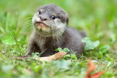 PRELIJEPE I ZANIMLJIVE VIDRE.: VIDRA / OTTER /-ta čudesna i prelijepa ...