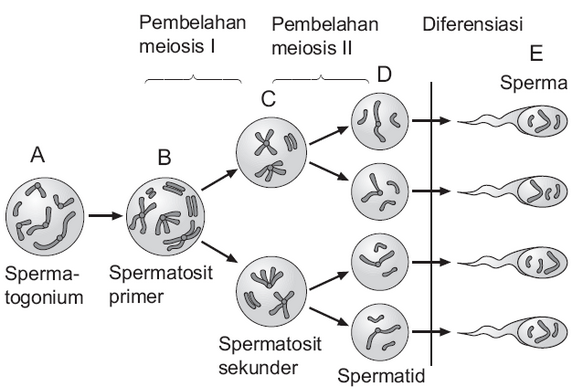 ORGAN REPRODUKSI PRIA DAN SPERMATOGENESIS ~ MATERI DAN SOAL IPA UNTUK SMA