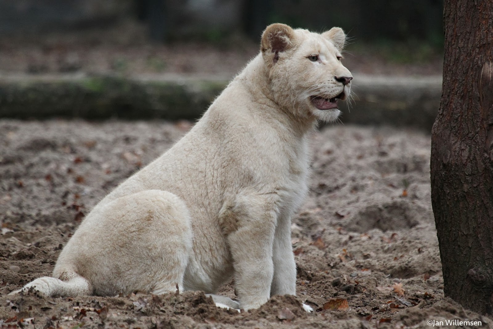 Jan Willemsen Fotografie: ZOO Ouwehands Dierenpark Rhenen
