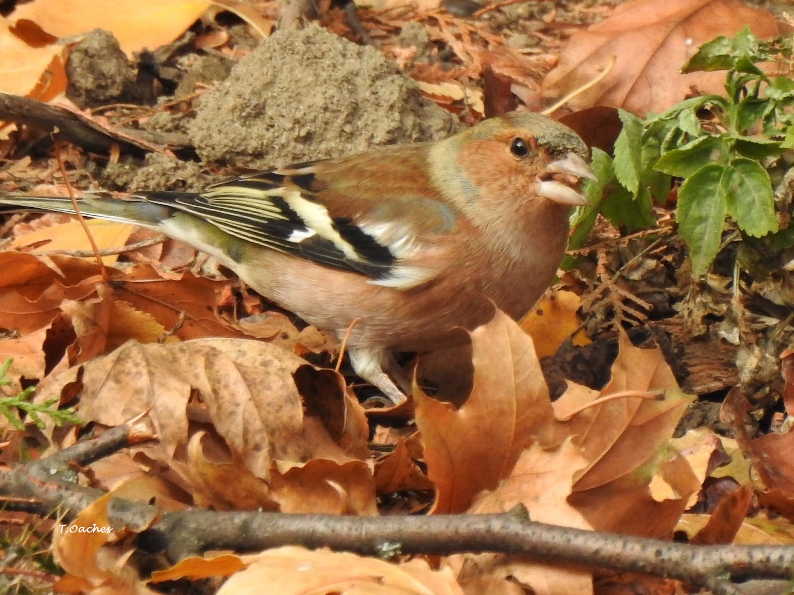 PASARI DIN ROMANIA: CINTEZA, Fringilla coelebs