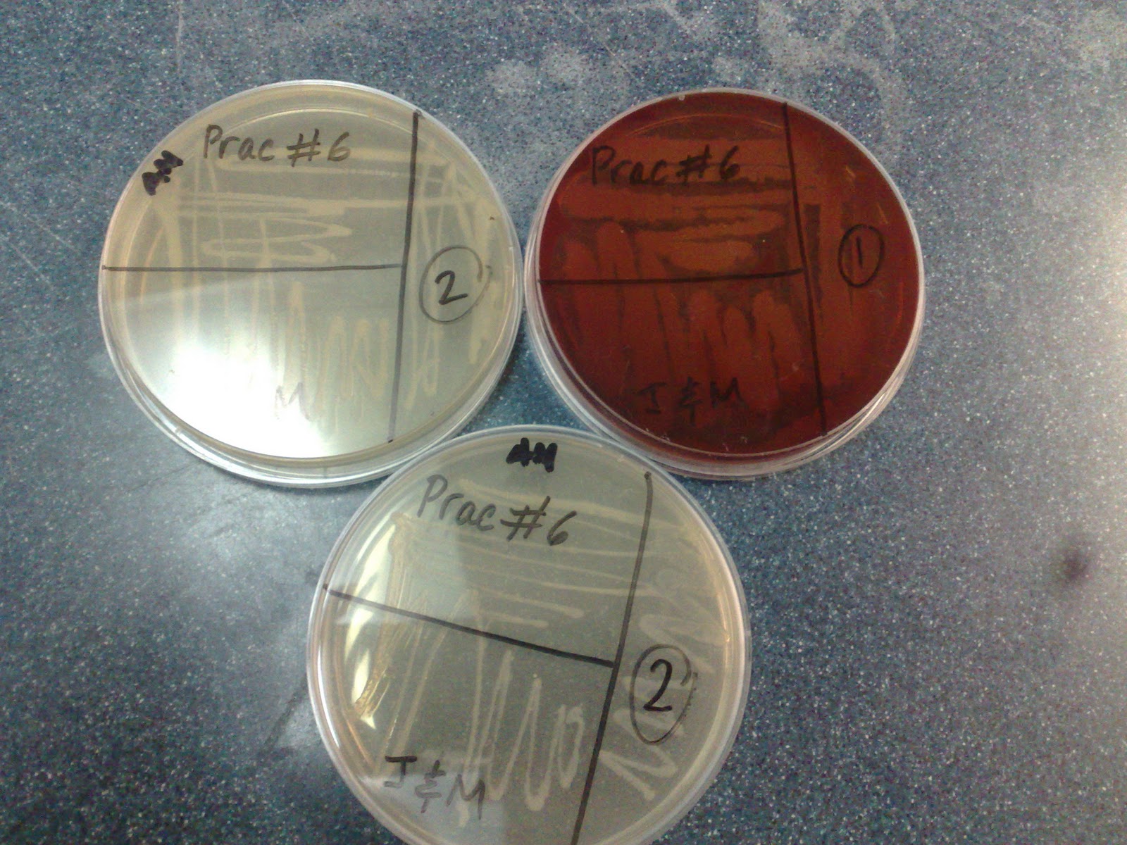 Laboratorio de Microbiologia: Aislamiento de 2 Microorganismos y ...