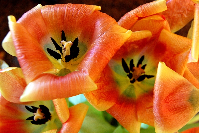 Capadia Designs: Field of Daisies Card