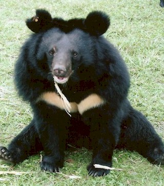 Inspiration Recollection: Asian Black Bear (Moon Bear)