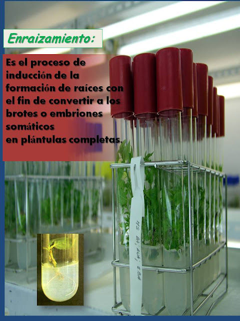 Agrosalmir: 2.3.6.3 ENRAIZAMIENTO