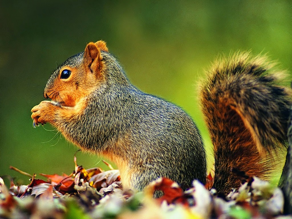 Kamal Shah: African bush squirrel feeding HD Wallpapers