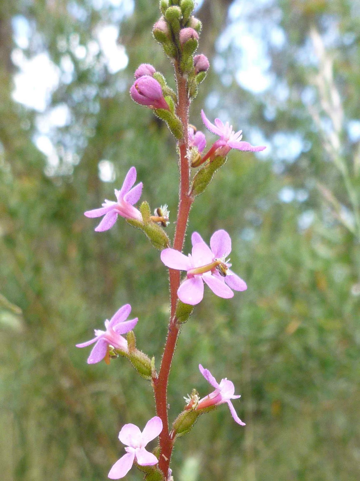 The SportyMummy: Little Native Alpine Wildflowers