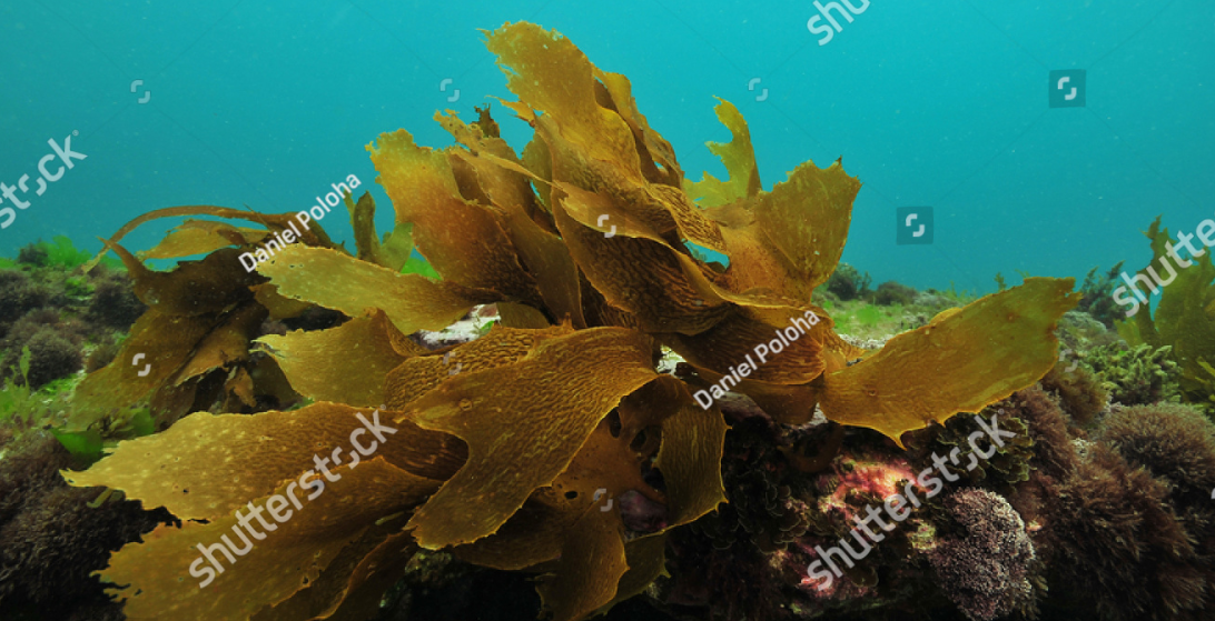 Thallophyta ( plant kingdom ) , plantae: classification