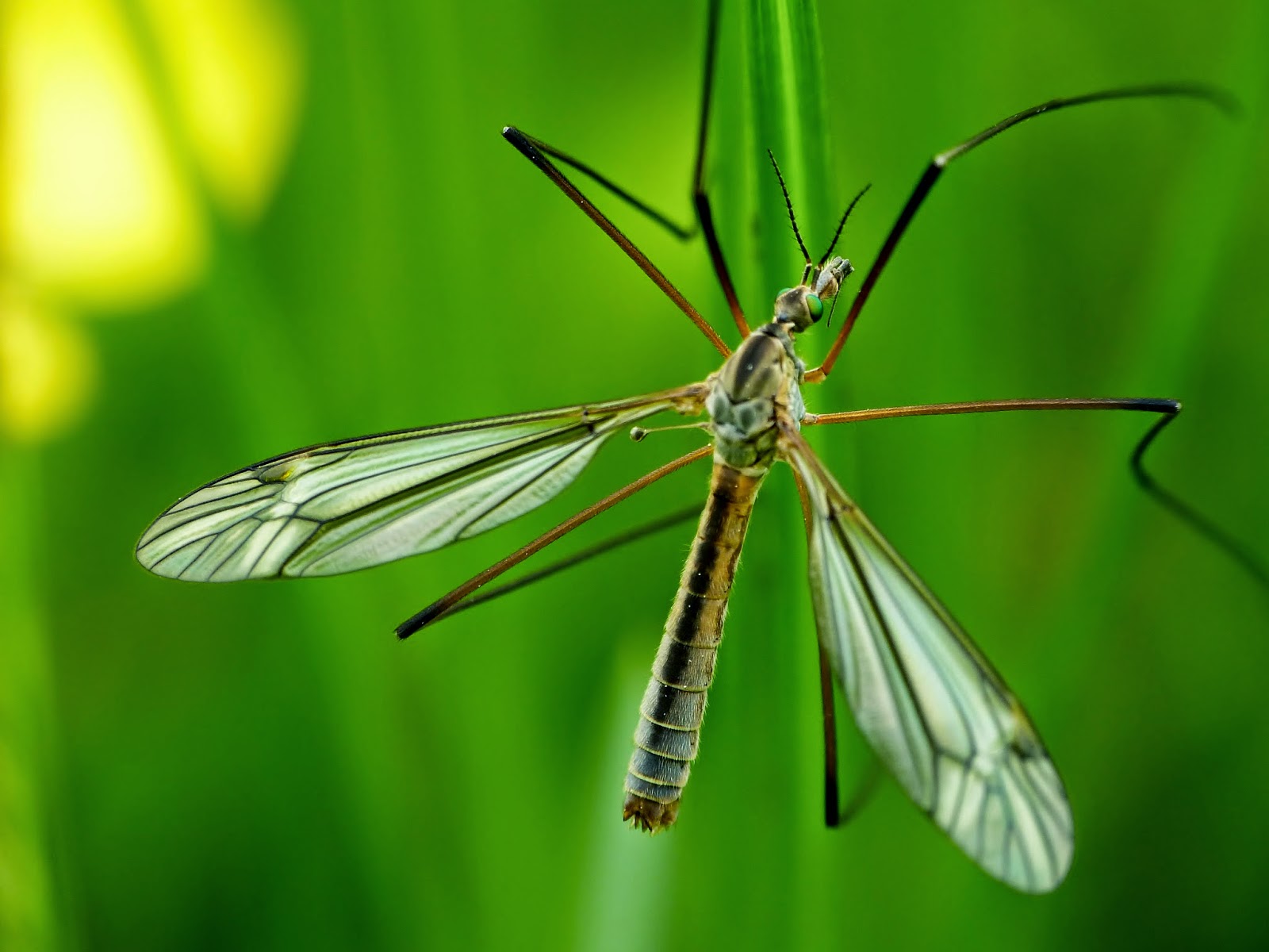 Photos d'insectes: Les Diptères - Sous-ordre des Nématocères ...