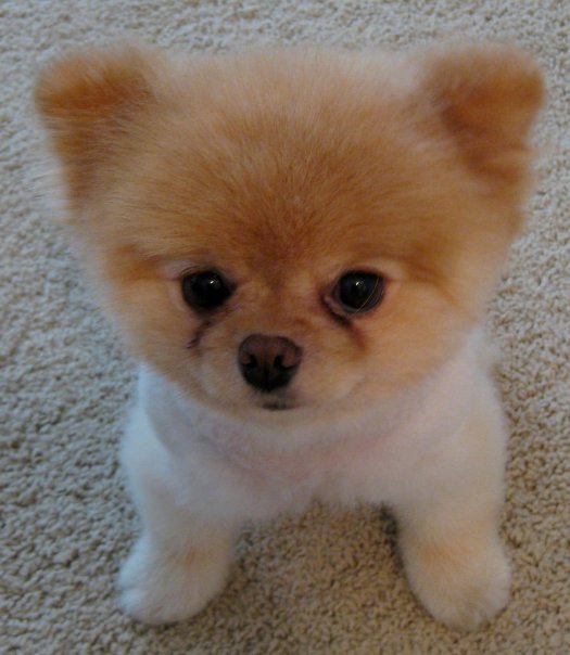 Perro mas mono del mundo - Imagui