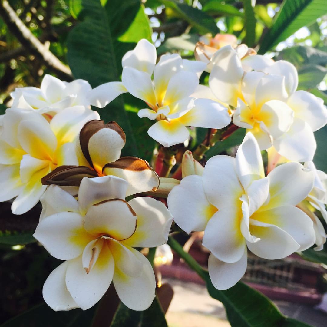 Manfaat Pohon kamboja/jepun(plumeria alba) ~ Cintapohonku