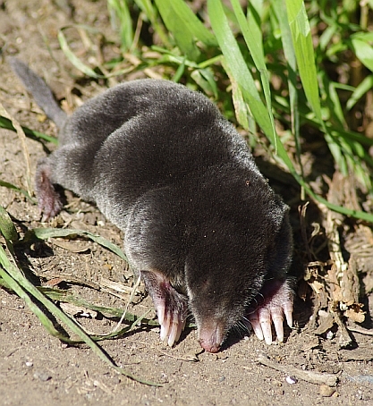 Birds of the Heath: Mammals (Updated)