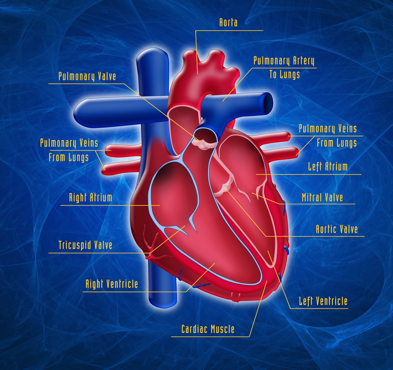 The Nurses Guide: Heart Action.....