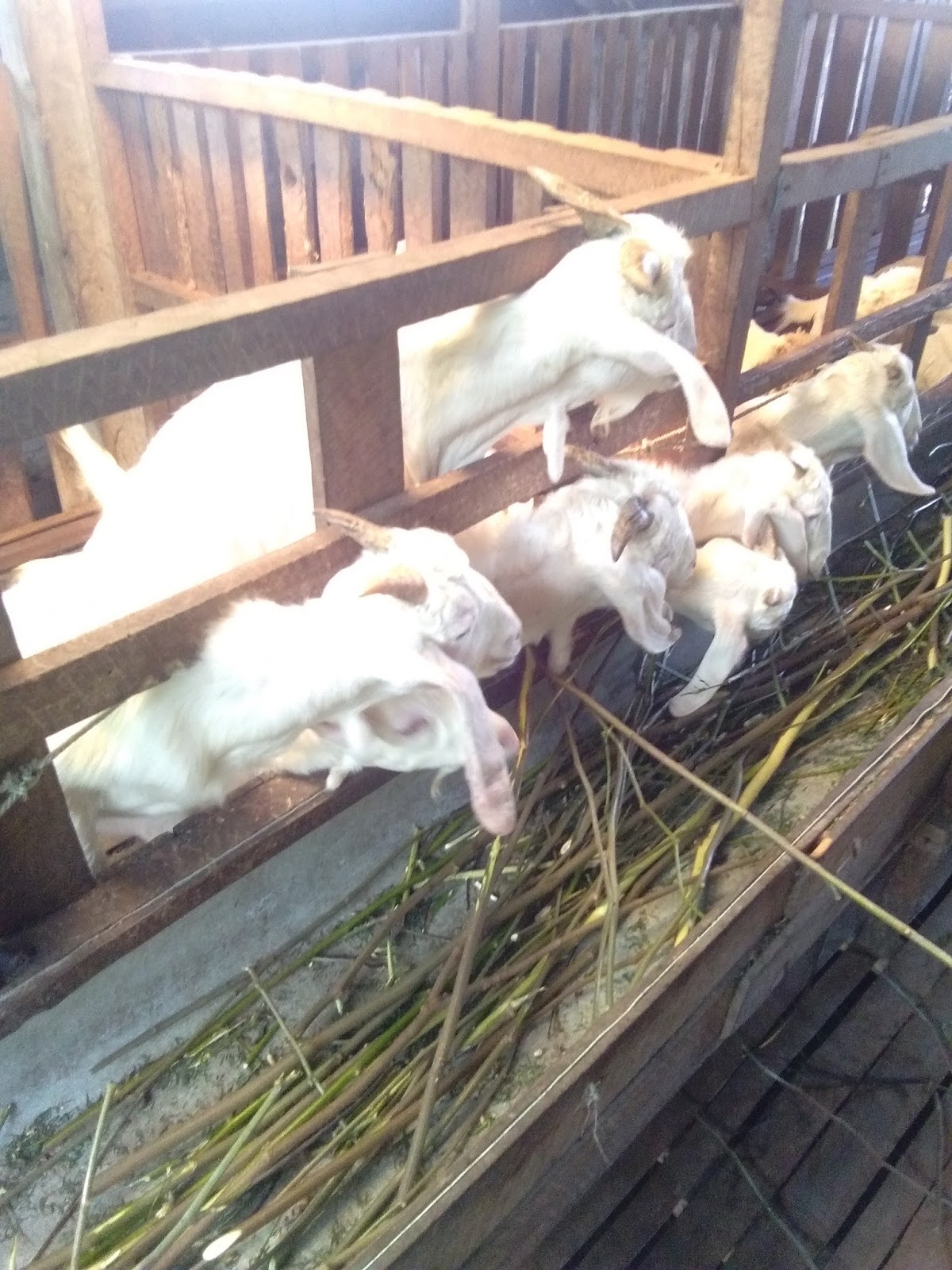 JUAL BIBIT CEMPE UMUR 5 BULAN KAMBING SAPERA BEJO UTOMO FARM