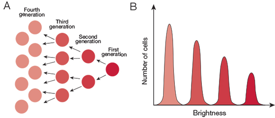 BTB# 13: Dye dilution method for understanding cell proliferation