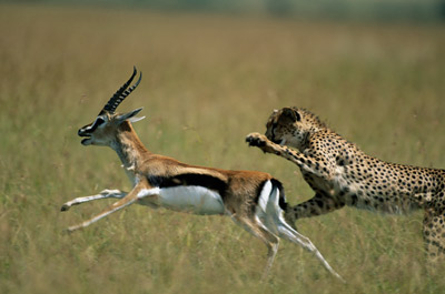 Feline Predators: Cheetah Hunting